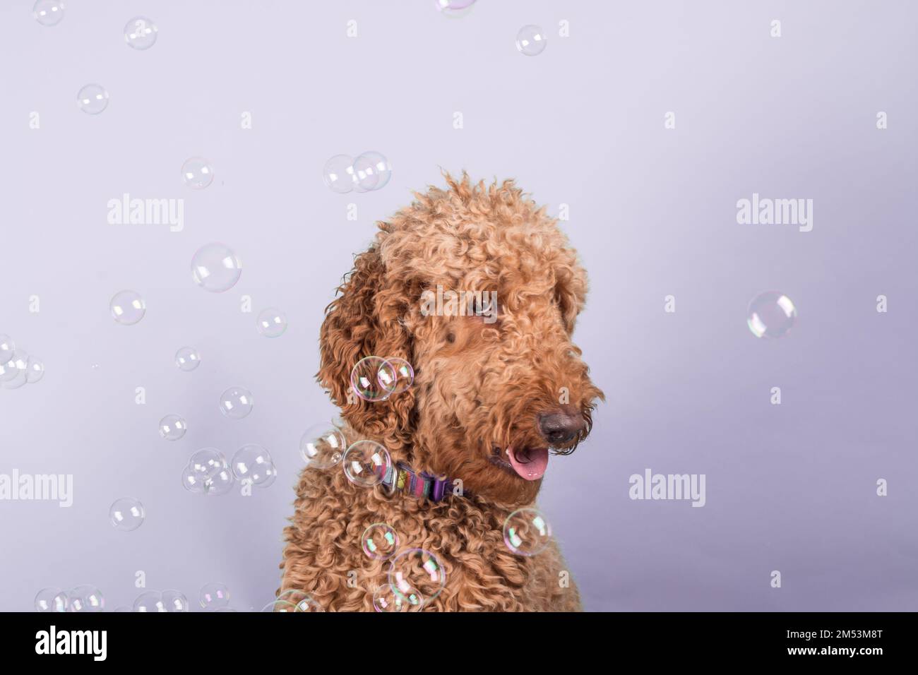 Closeup portrait of beautiful fluffy Labradoodle dog with collar ...