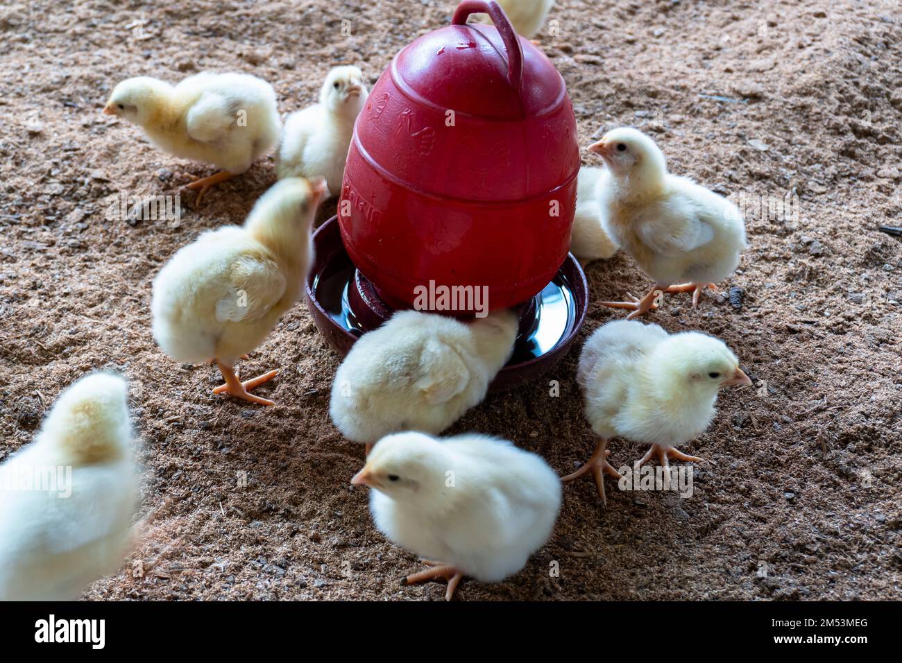 A flock of little chicken drinking water Stock Photo - Alamy