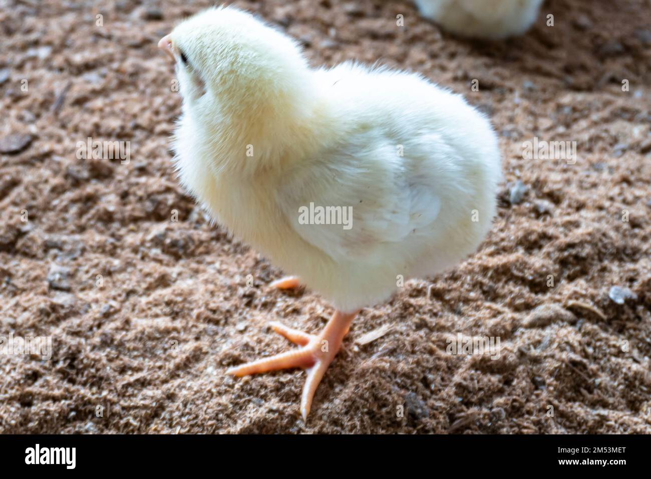 Chiken wing hi-res stock photography and images - Alamy