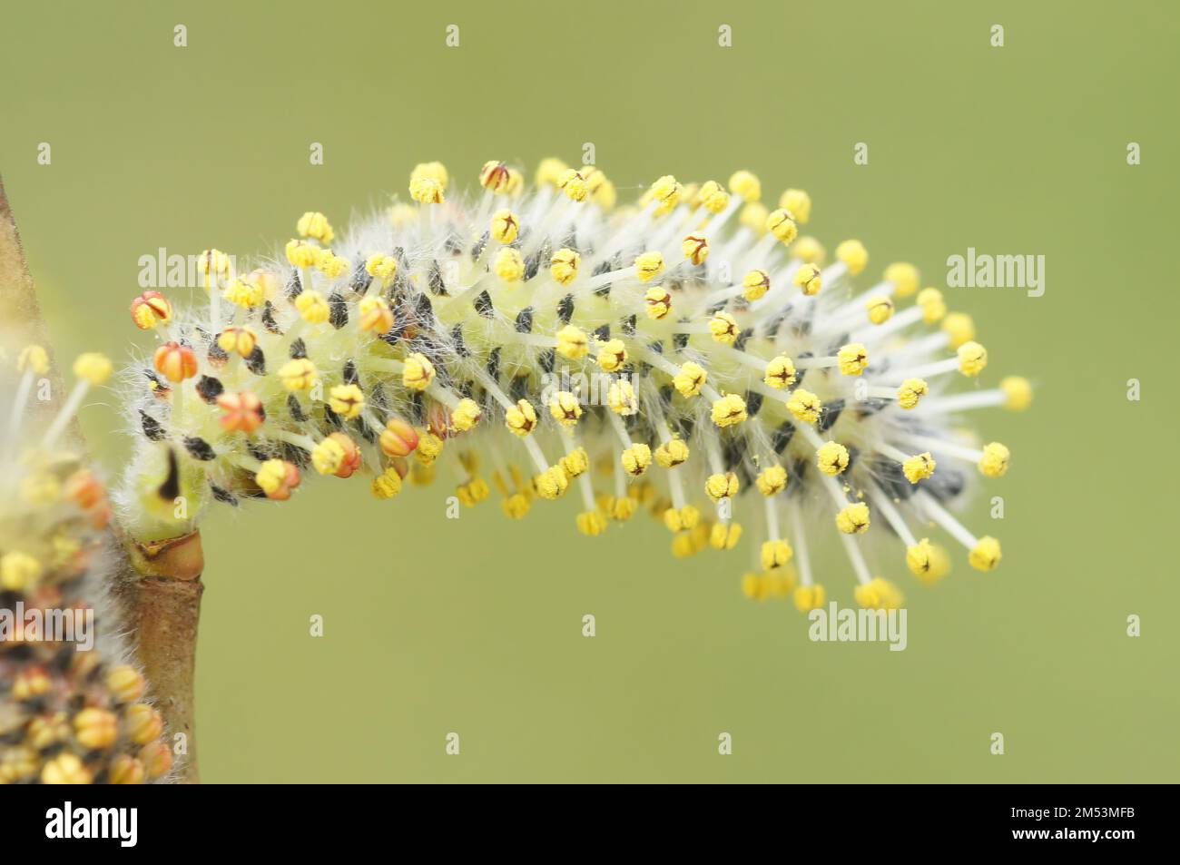 A macro shot of a Salix caprea plant with yellow edges on an isolated ...