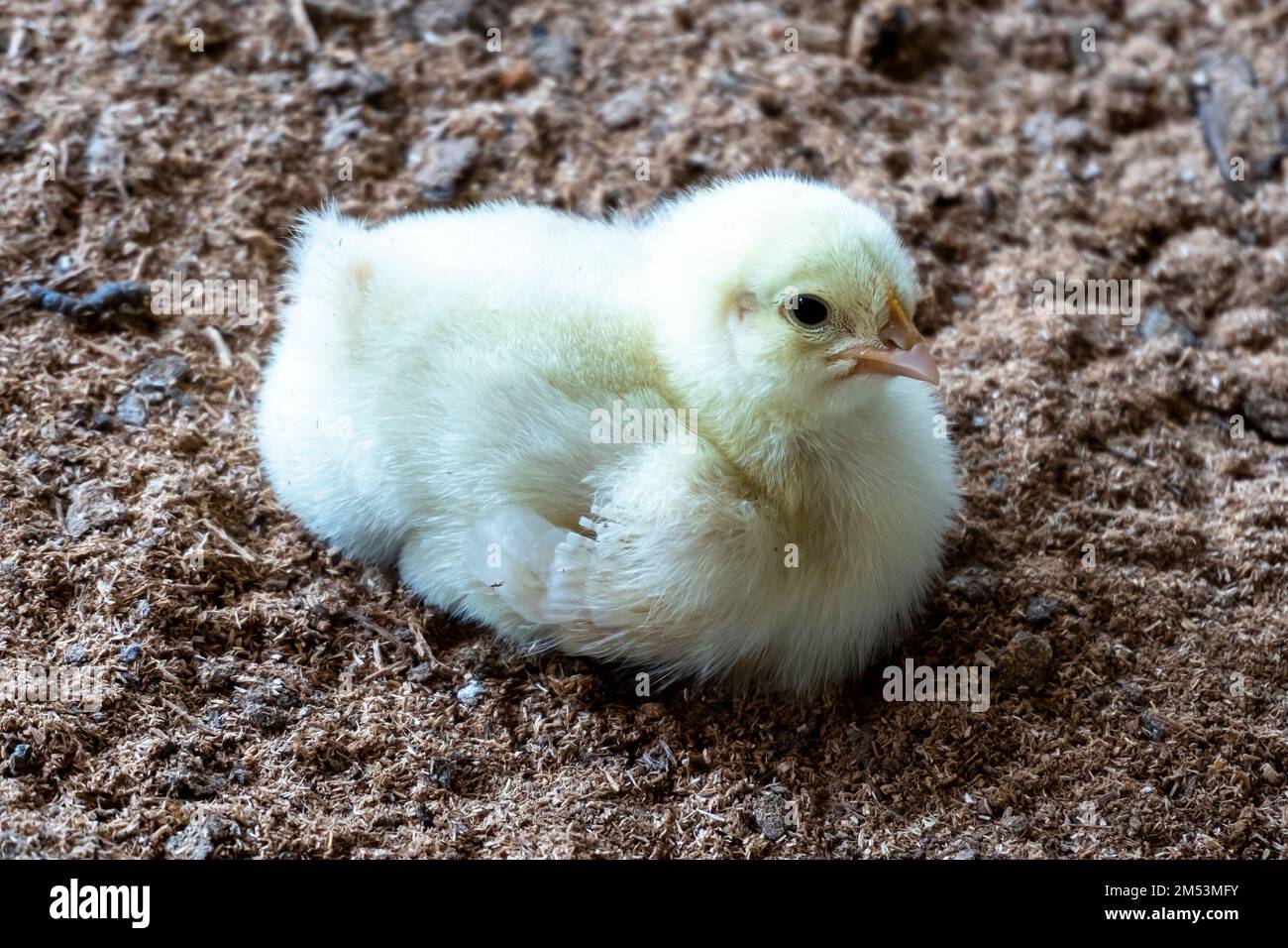 A baby chicken siting in floor Stock Photo - Alamy