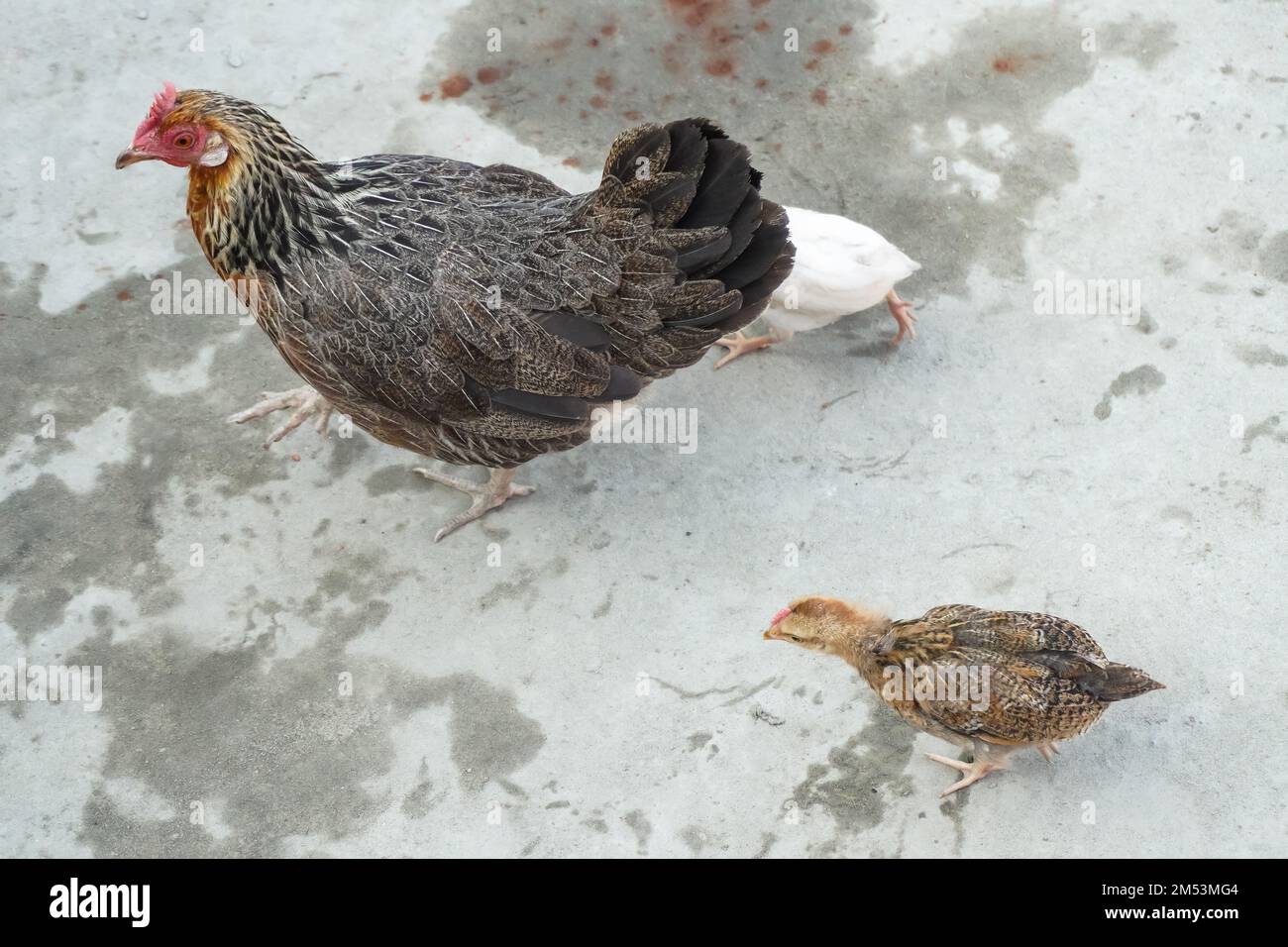 A black mother chicken and two baby chicken walking in the yard Stock ...