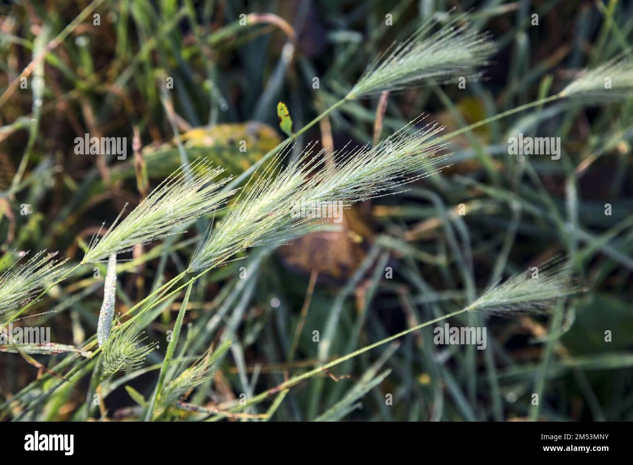 Foxtails with dew on them seen up close Stock Photo - Alamy