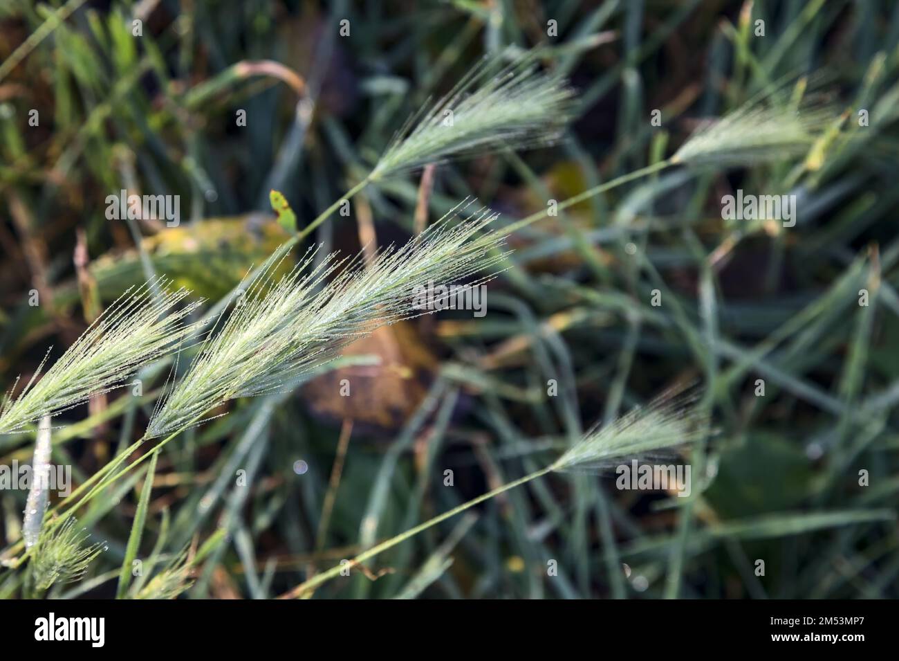 Foxtails with dew on them seen up close Stock Photo - Alamy
