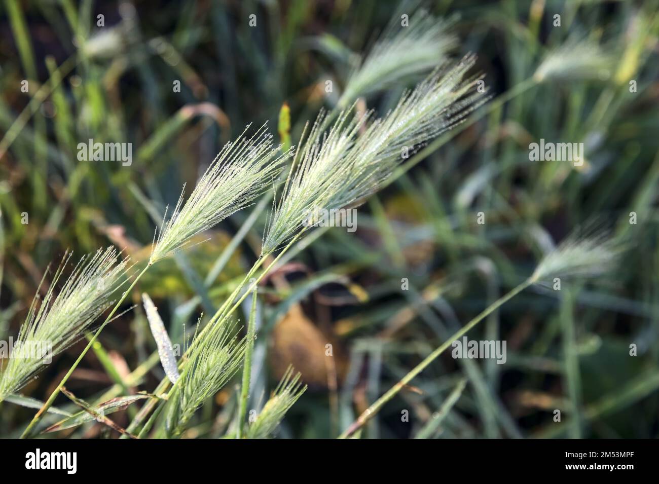 Foxtails with dew on them seen up close Stock Photo - Alamy