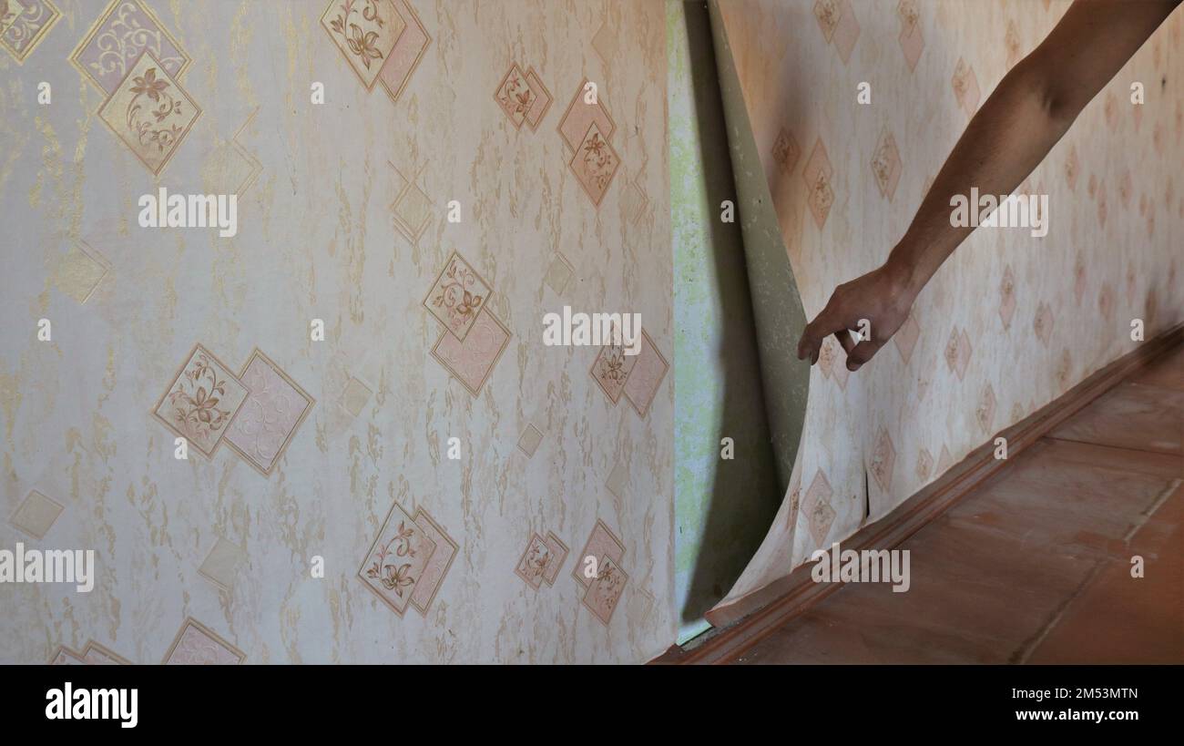 a man's hand holds a strip of old brown wallpaper easily peeling off ...