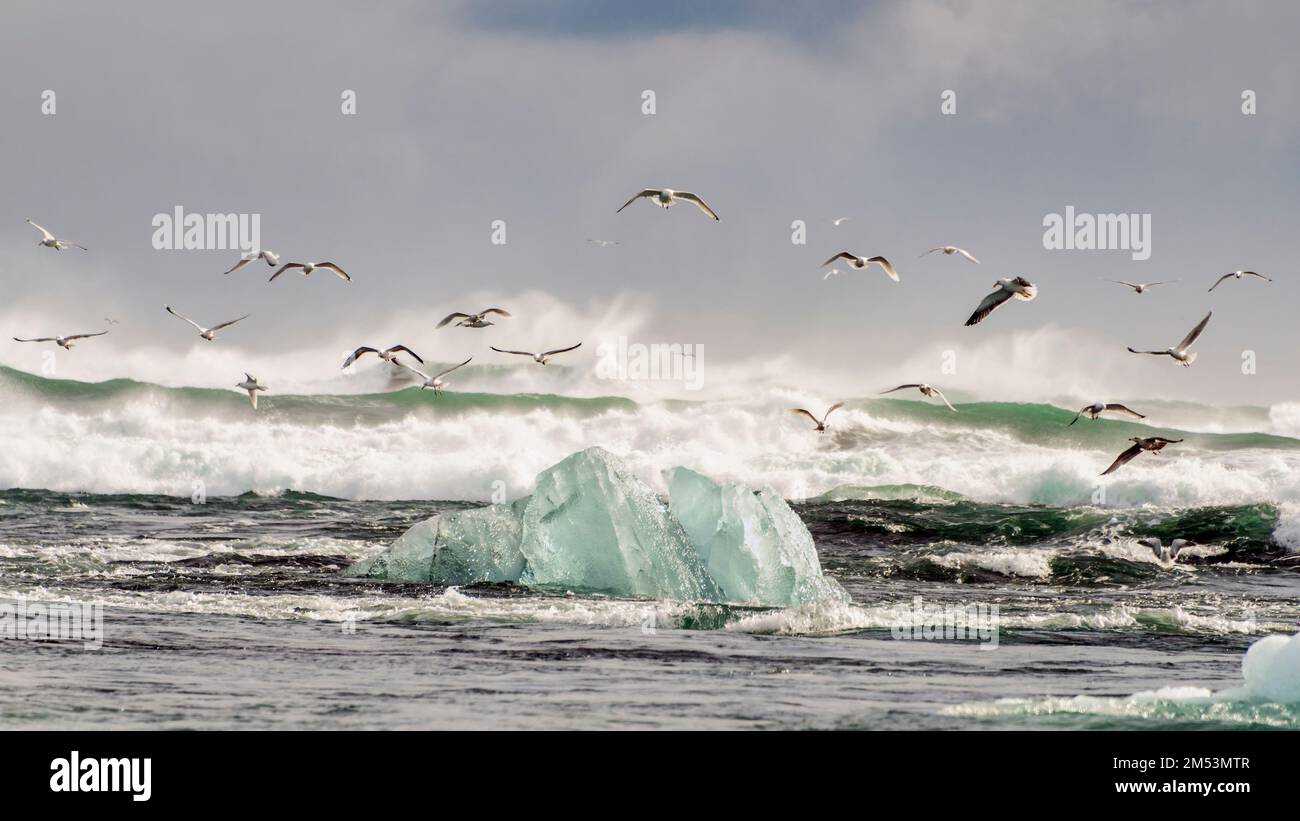 Icelandic gulls and blue ice and storm waves, Diamond Beach Jkulsrlon ...