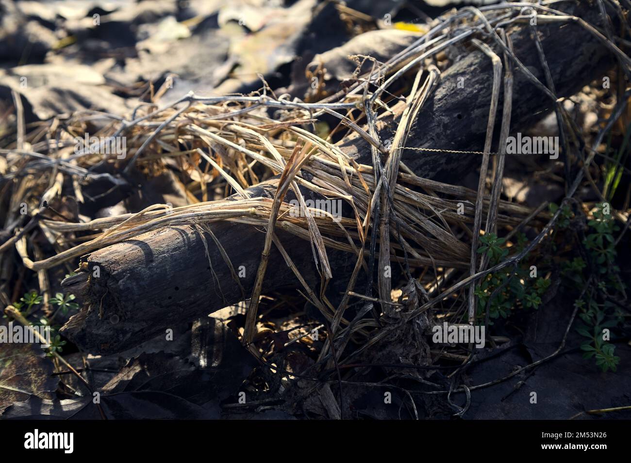 Tree roots coming out hi-res stock photography and images - Alamy