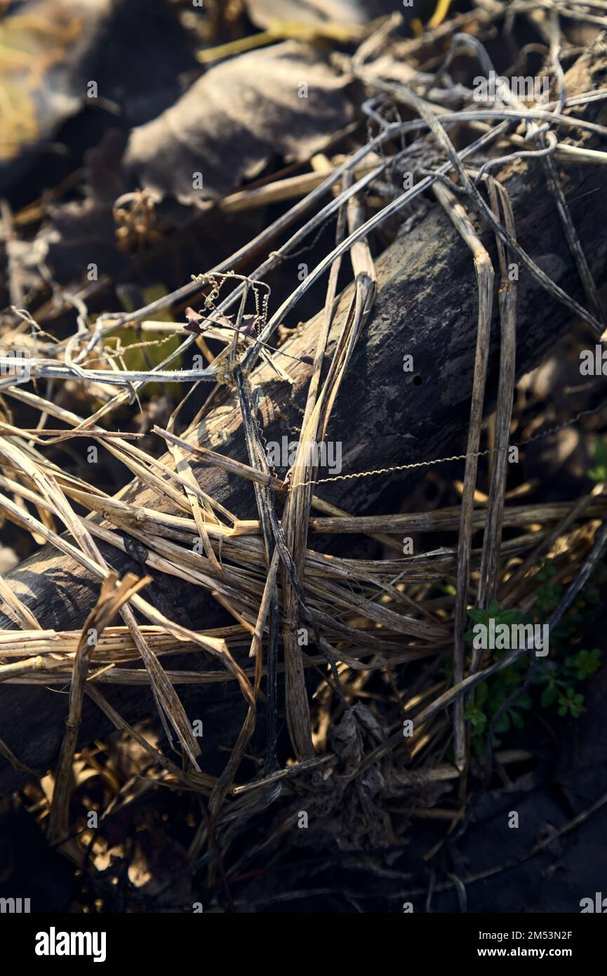Root coming out of the ground seen up close Stock Photo - Alamy
