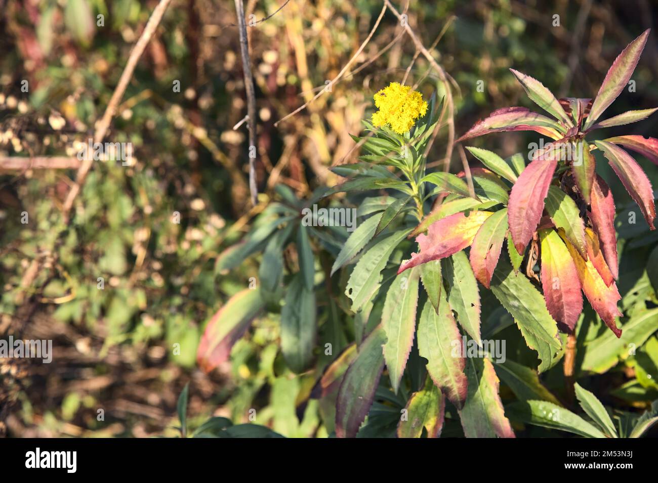 Among gorse bushes hi-res stock photography and images - Alamy