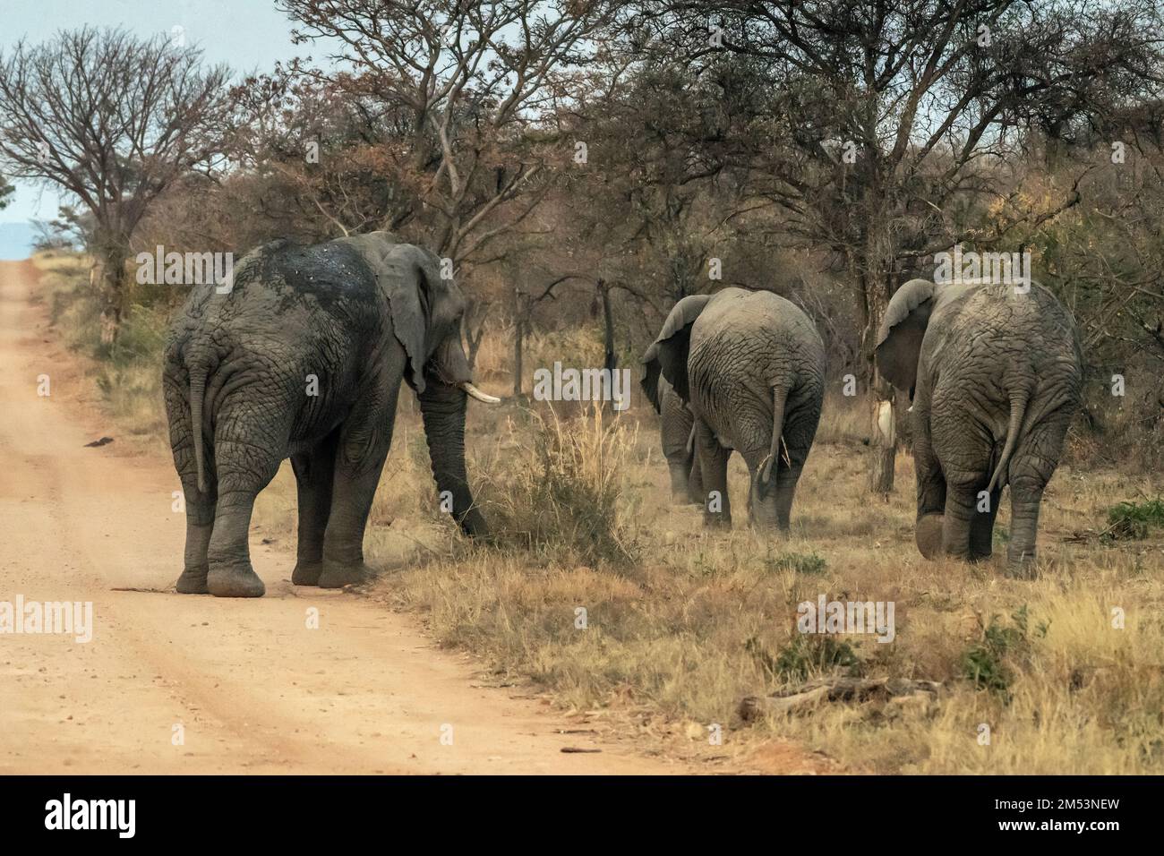 Mabula private game reserve hi-res stock photography and images - Alamy
