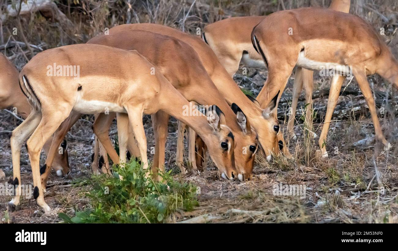 Group of female impala grazing with their heads together in the bush ...