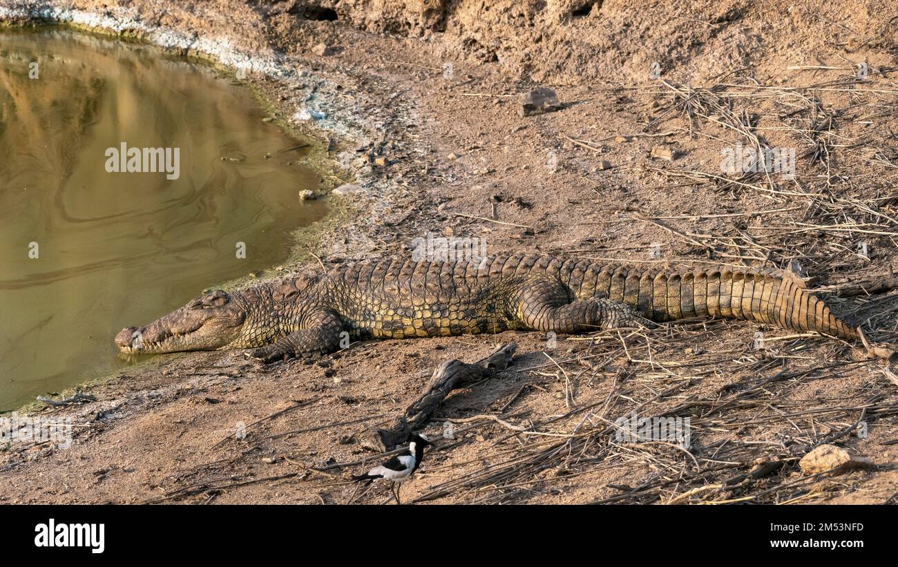 Nile crocodile (Crocodylus miloticus) and blacksmith lapwing at a water ...