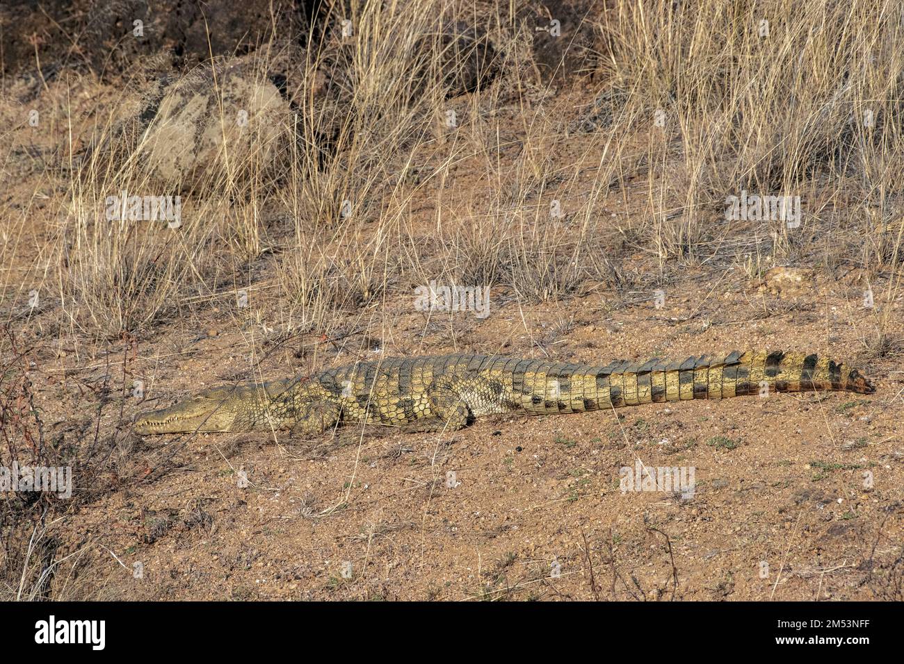 Nile crocodile (Crocodylus miloticus) sleeping in the vegetation near a ...