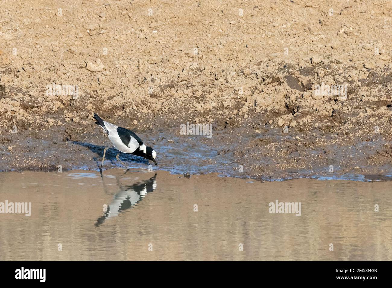 Blacksmith lapwing (blacksmith plover, Vanellus armatus) by the shore ...
