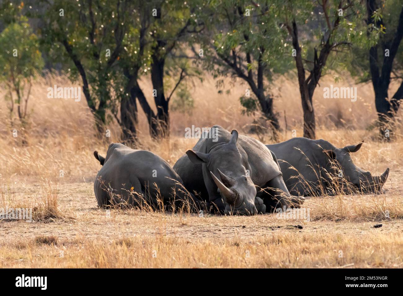 A crash of rhinos (Ceratotherium simum) crashed out in the dried grass ...