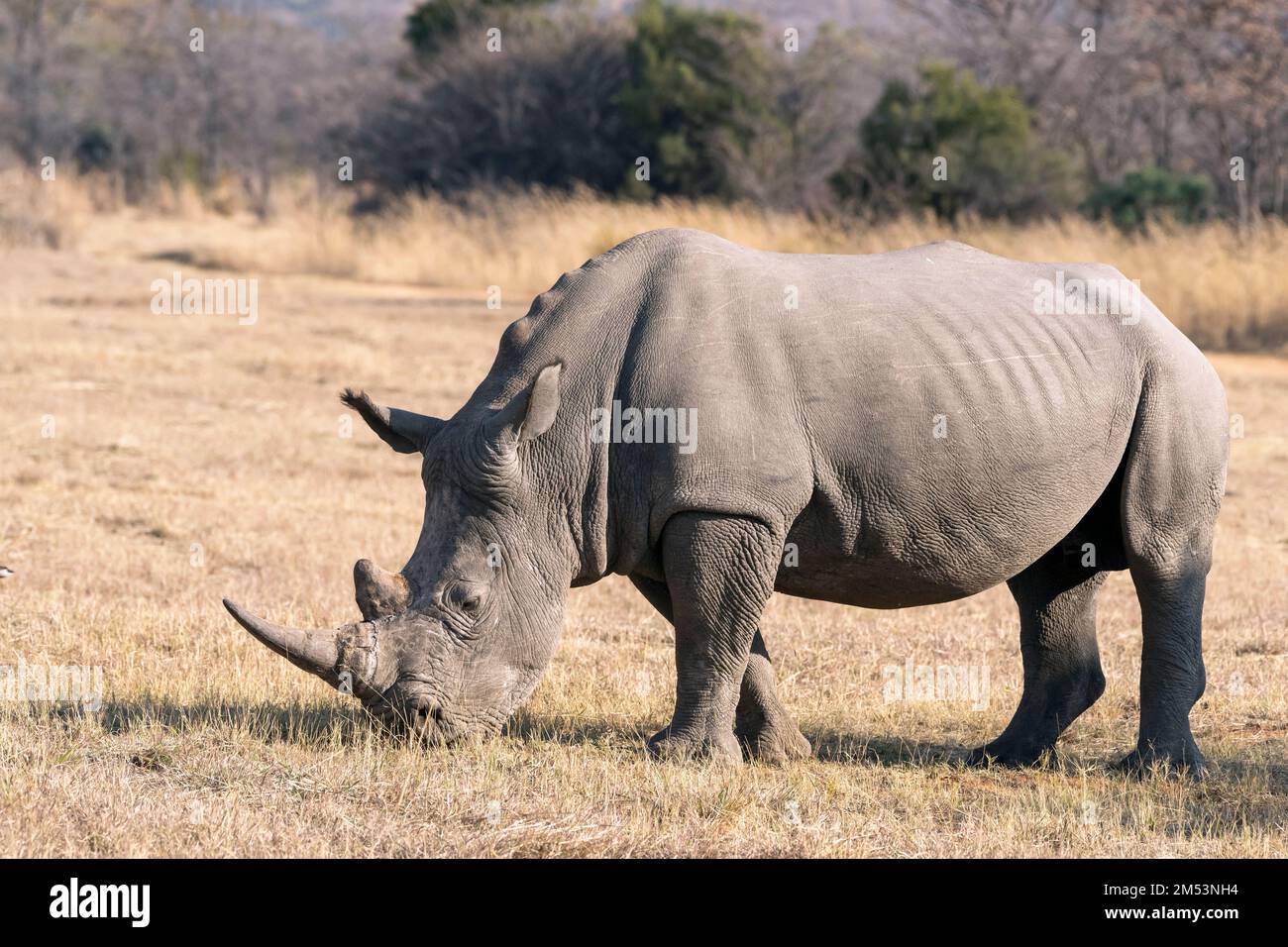 Sub adult rhino hi-res stock photography and images - Alamy