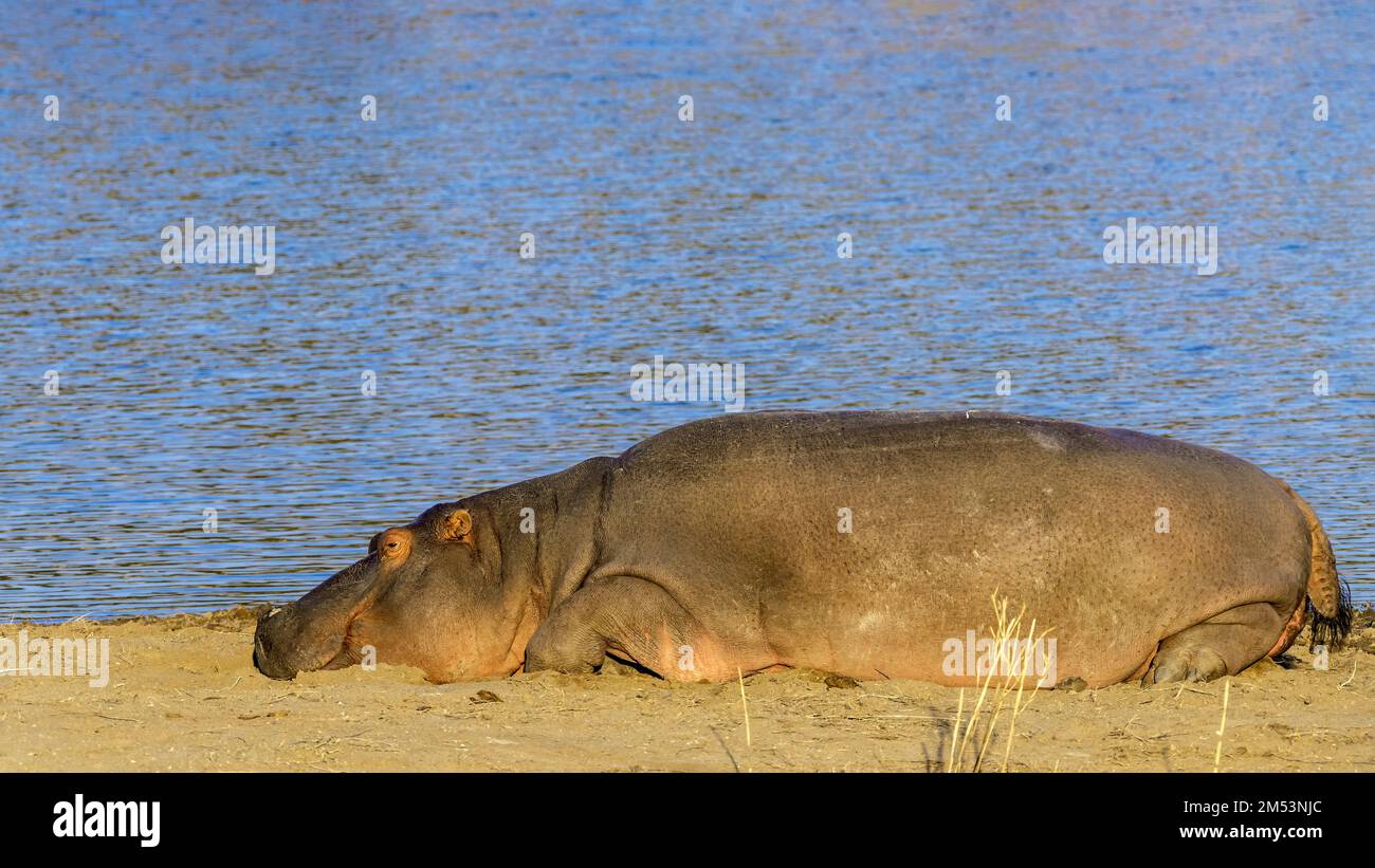 Near sunset, hippo taking the weight off its feet by the water's edge ...