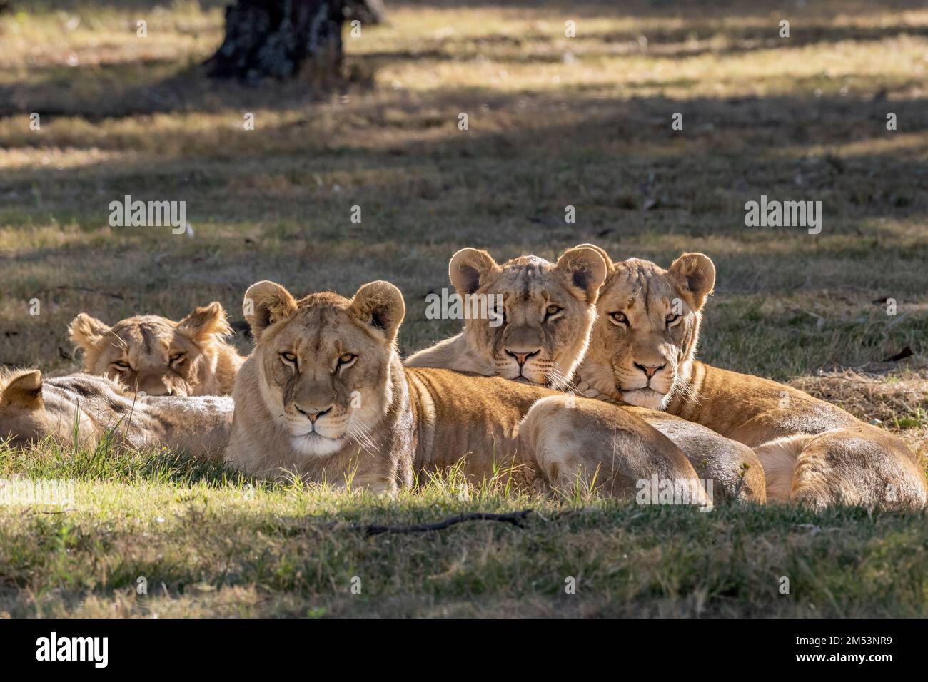 Lionesses resting in a hollow, looking at the camera, Puruma Pride ...