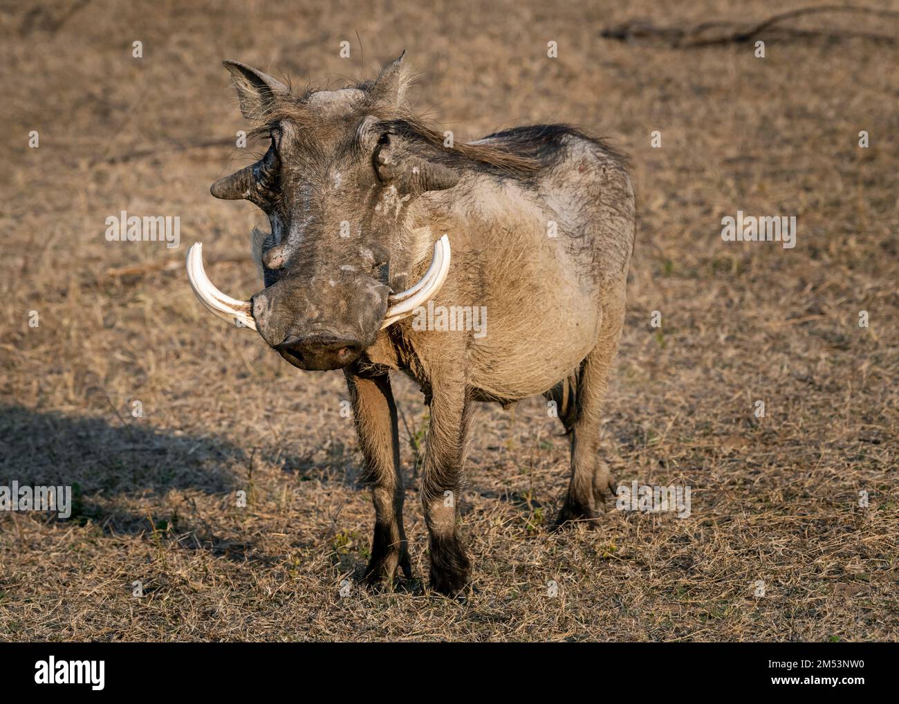 Large old warthog (Phacochoerus africanus) with large tusks and warts ...