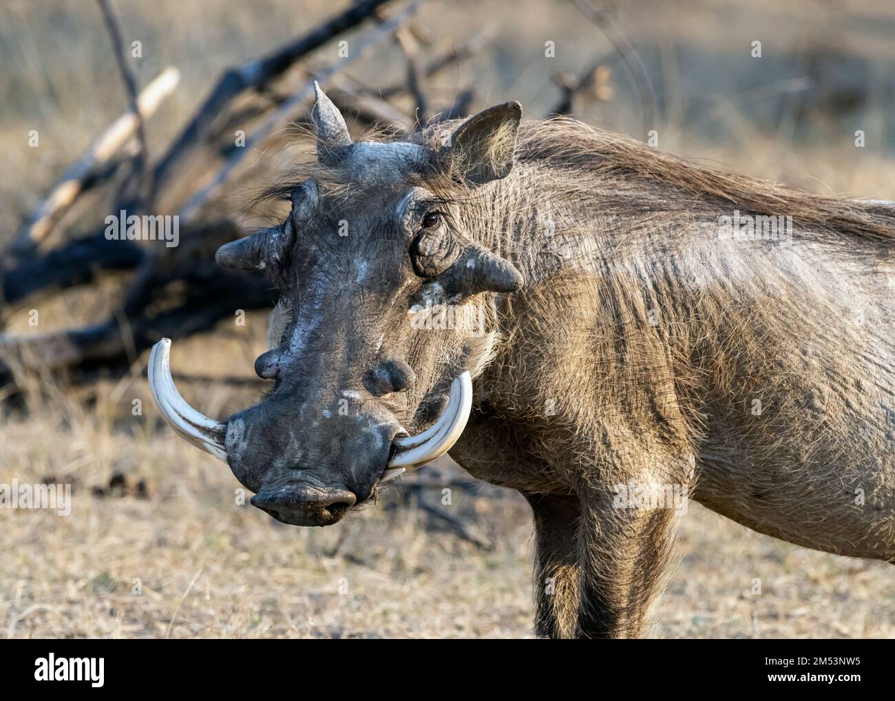Head shot of an old warthog (Phacochoerus africanus) with large tusks ...
