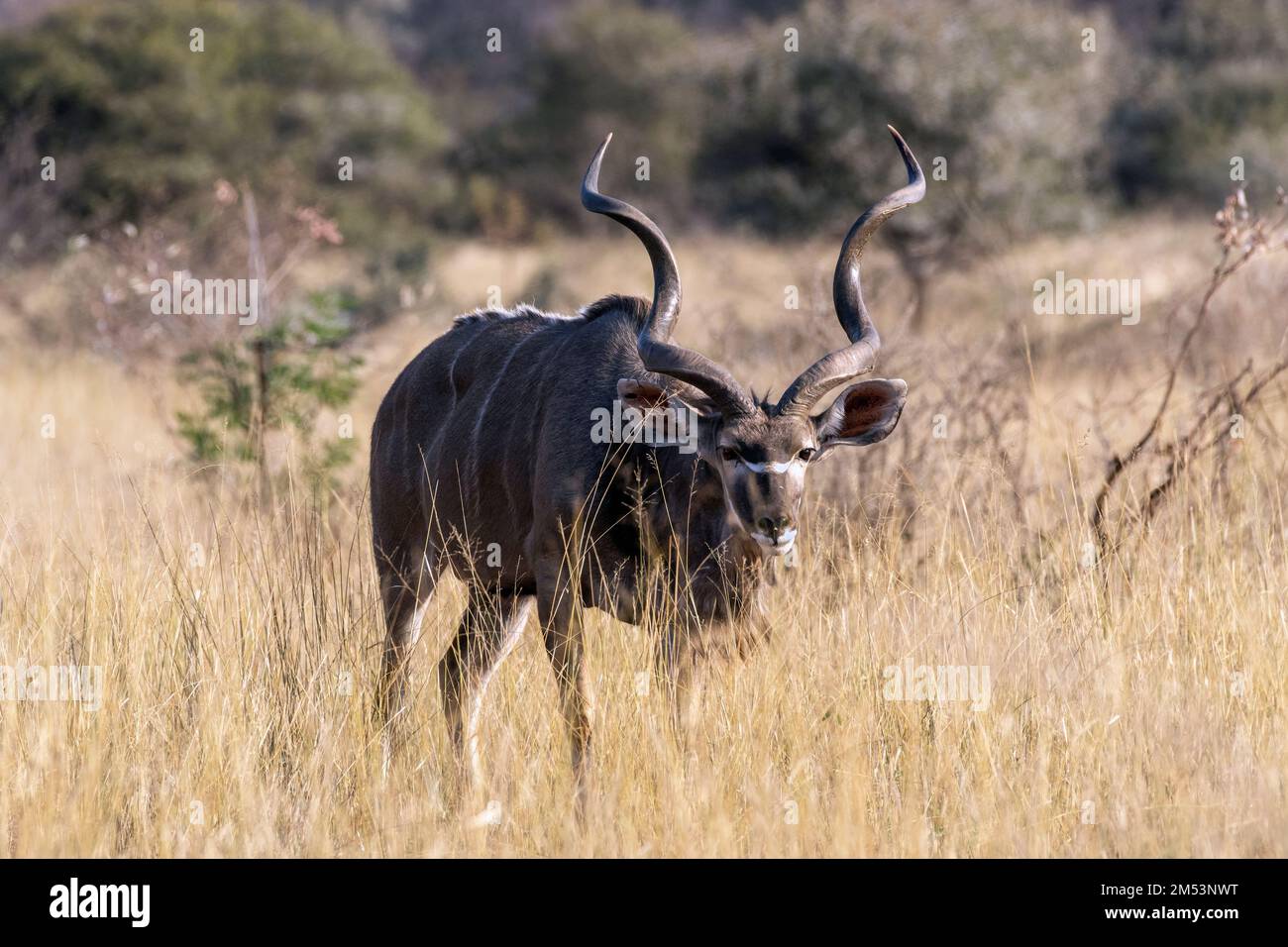 Male kudu with large horns grazing in the tall grasss, Mabula, South ...