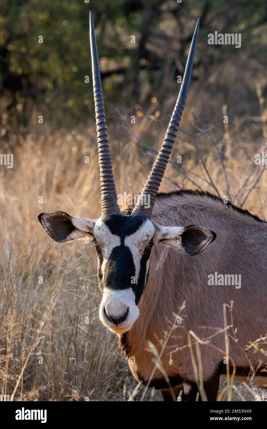 Ears spread wide hi-res stock photography and images - Alamy