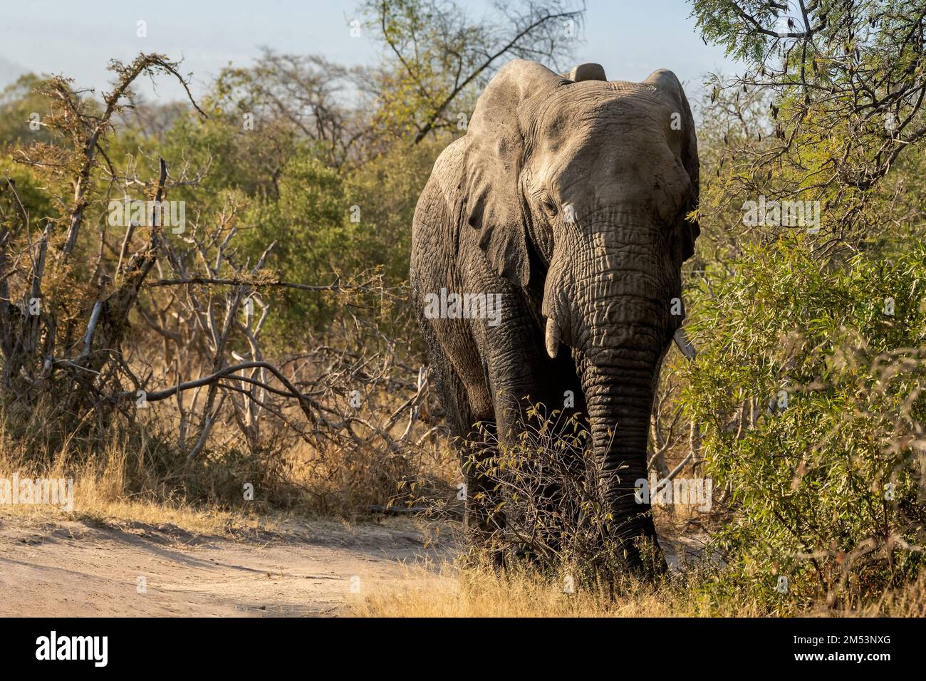 Male elephant starts to calm down after his hissy fit, Mabula, South ...