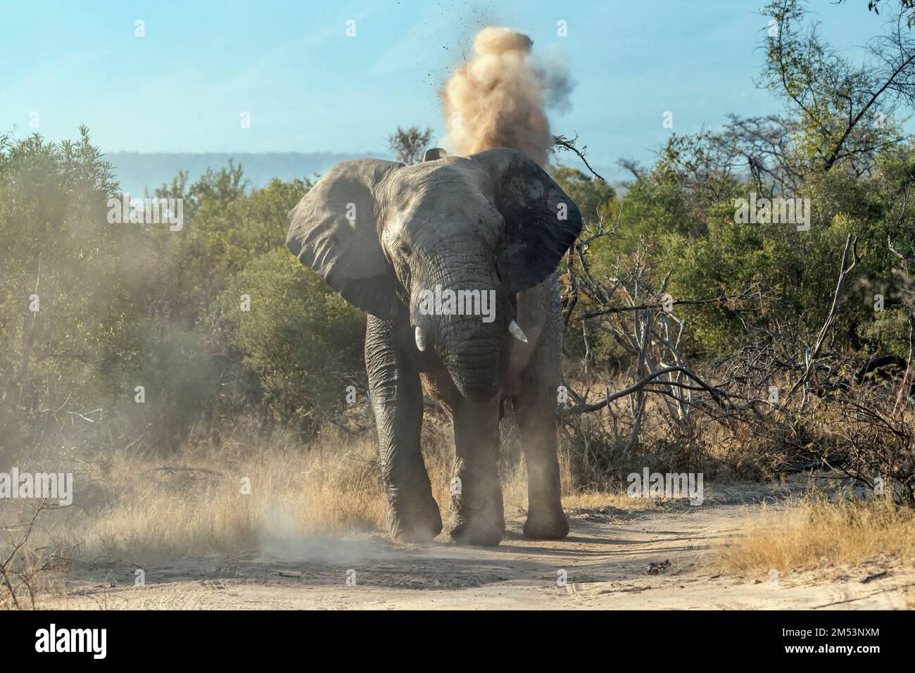 Warning signs, elephant with flapping ears, stomping feet and blowing ...