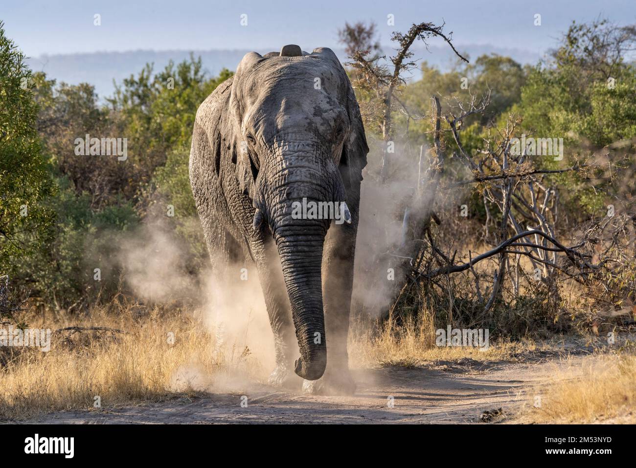 Aggressive elephant blowing dust and stamping its feet, Mabula, South ...