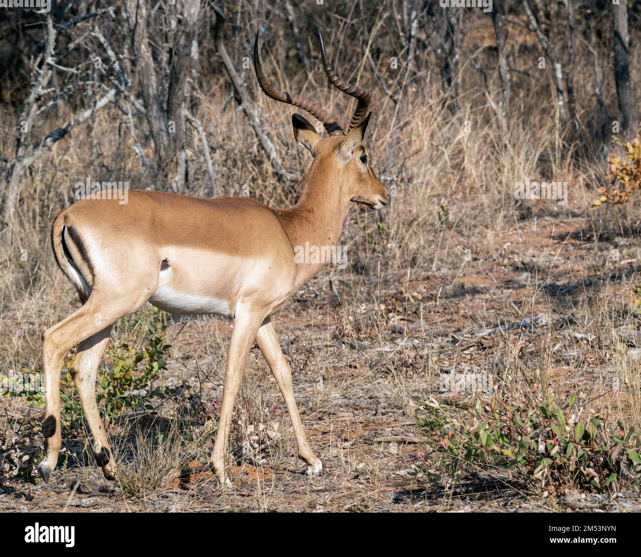 Male impala with impressive horns in the dry vegetation, Mabula, South ...