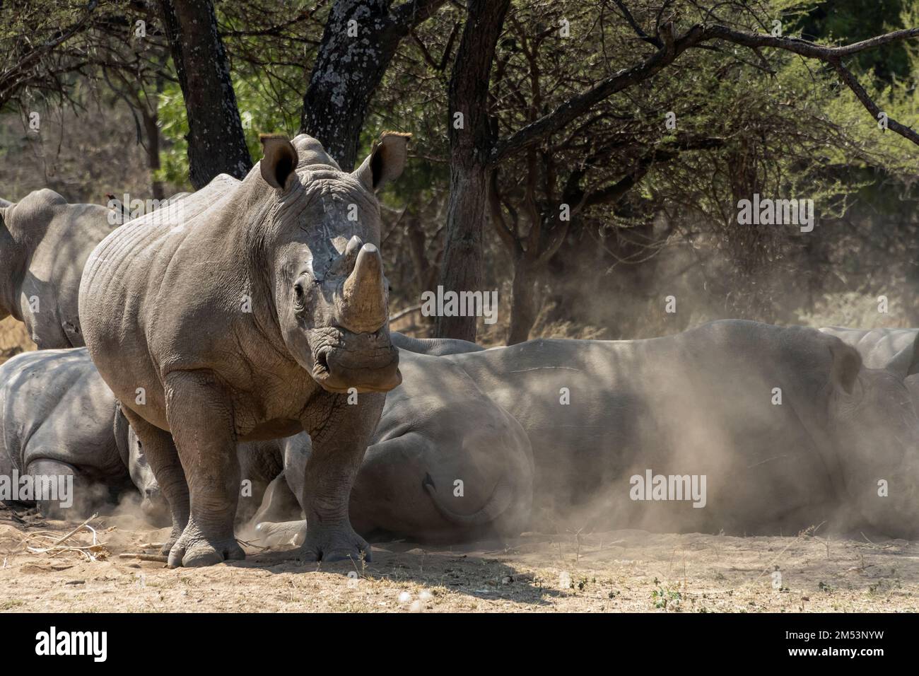 Large dehorned white rhino raising a cloud of dust as it stands up ...