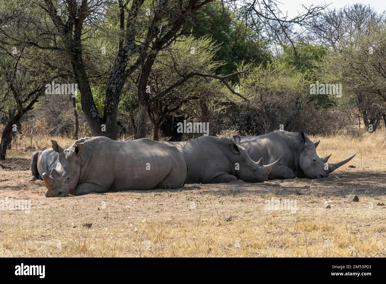 Crash of four white rhinos, one partially dehorned, lying in the shade ...