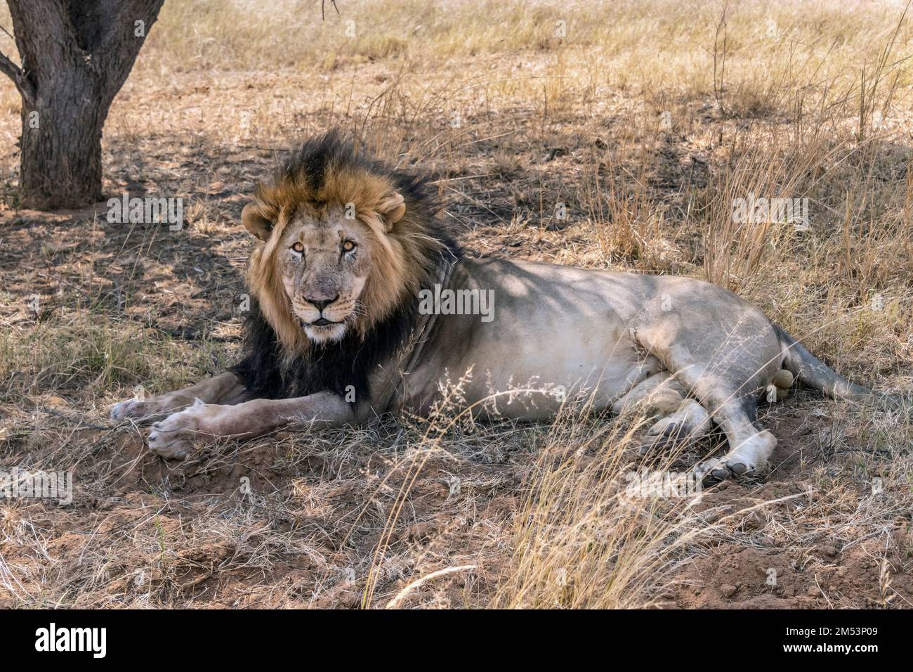 Dark-maned dominant male lion lying with his head up in the shade of a ...