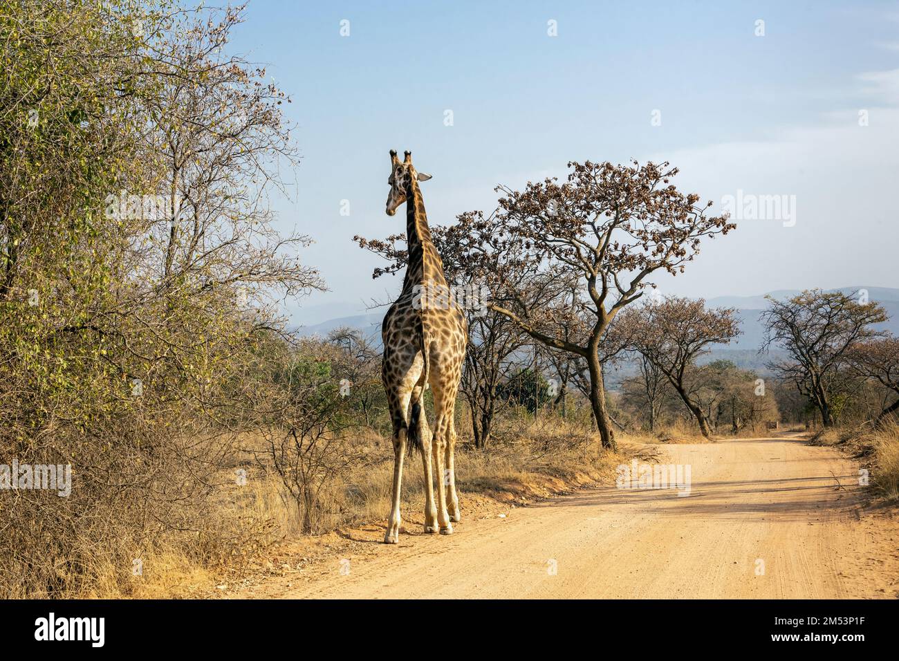 The road less travelled, giraffe walking along a dirt road, Mabula ...