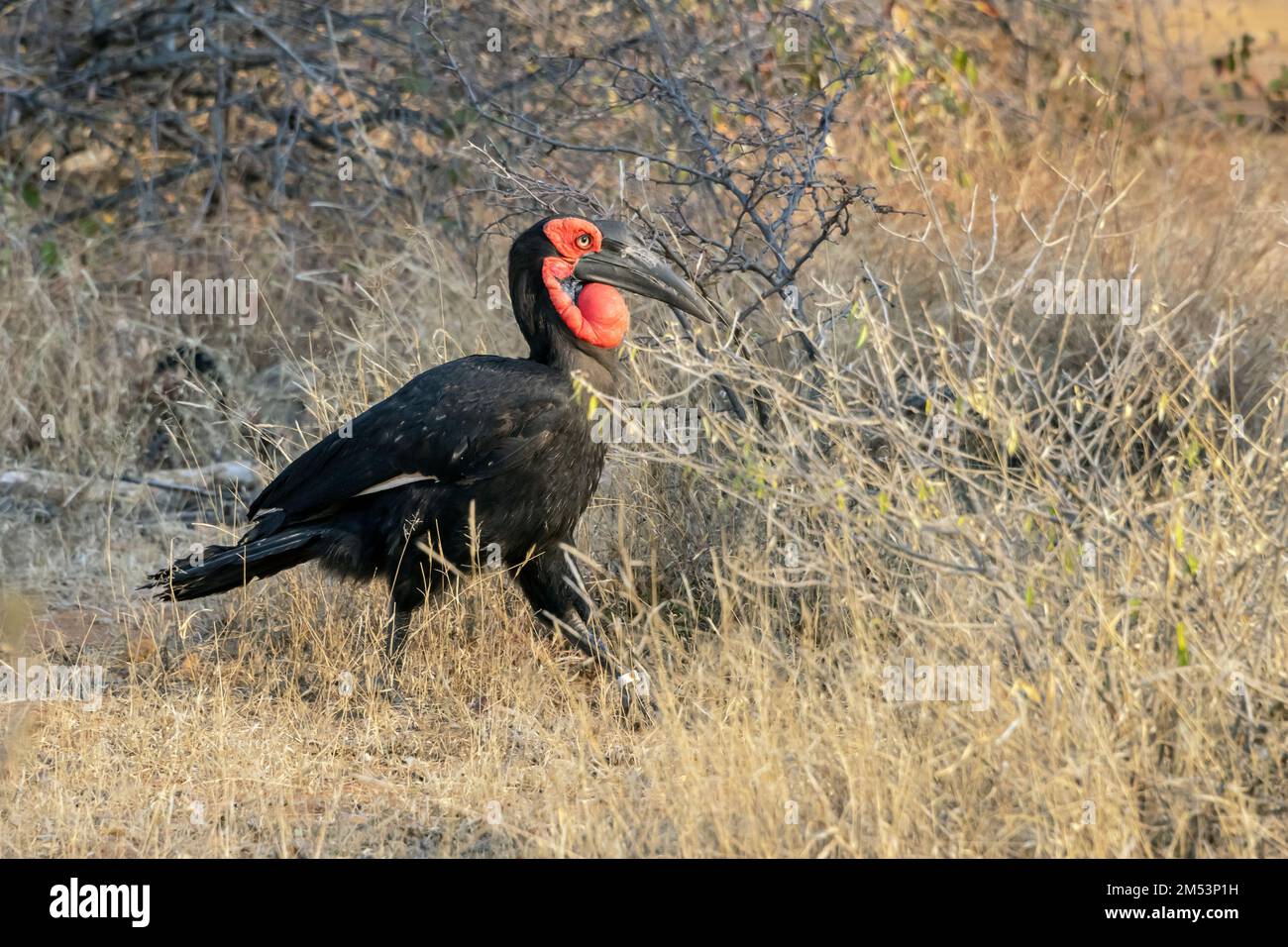 Female Southern ground hornbill in the tall golden grass, Mabula Ground ...