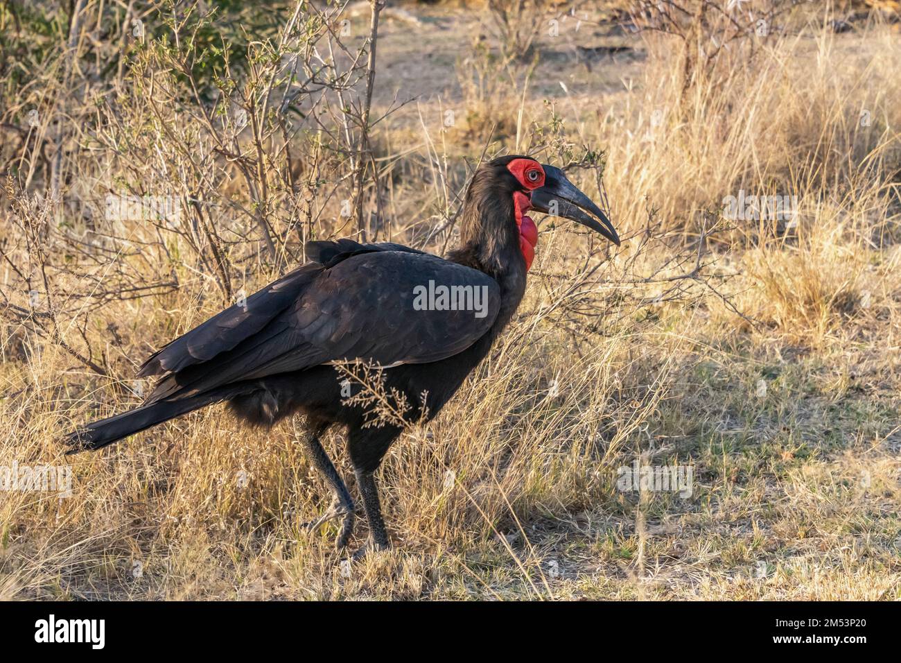 Southern ground hornbill in the tall golden grasses, Mabula Ground ...