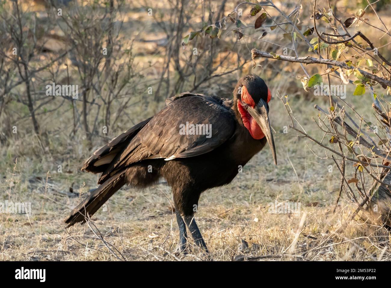 Eyelashes to die for, Southern ground hornbill, Mabula Ground Hornbill ...