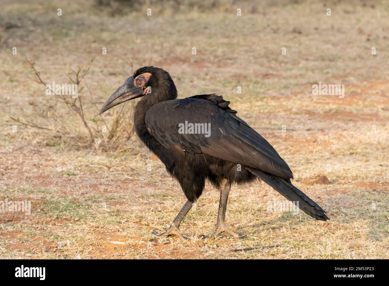Juvenile Southern ground hornbill walking though dry grass, Mabula ...