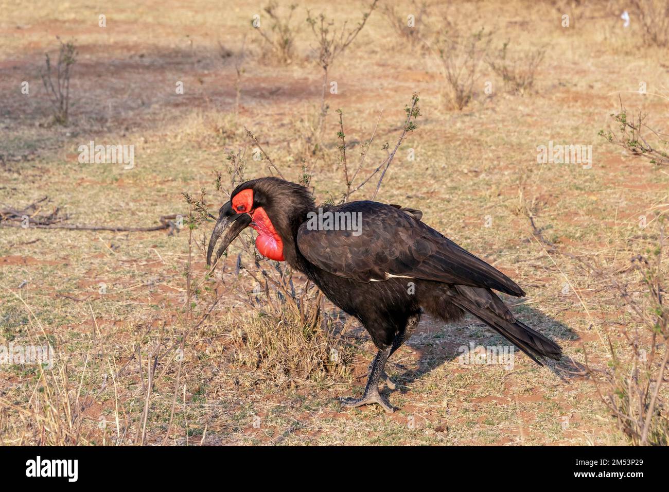 Male Southern ground hornbill (Bucorvus leadbeateri) searching for food ...