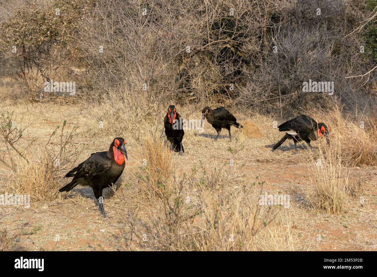 Three adult and a juvenile Southern ground hornbills, Mabula Ground ...