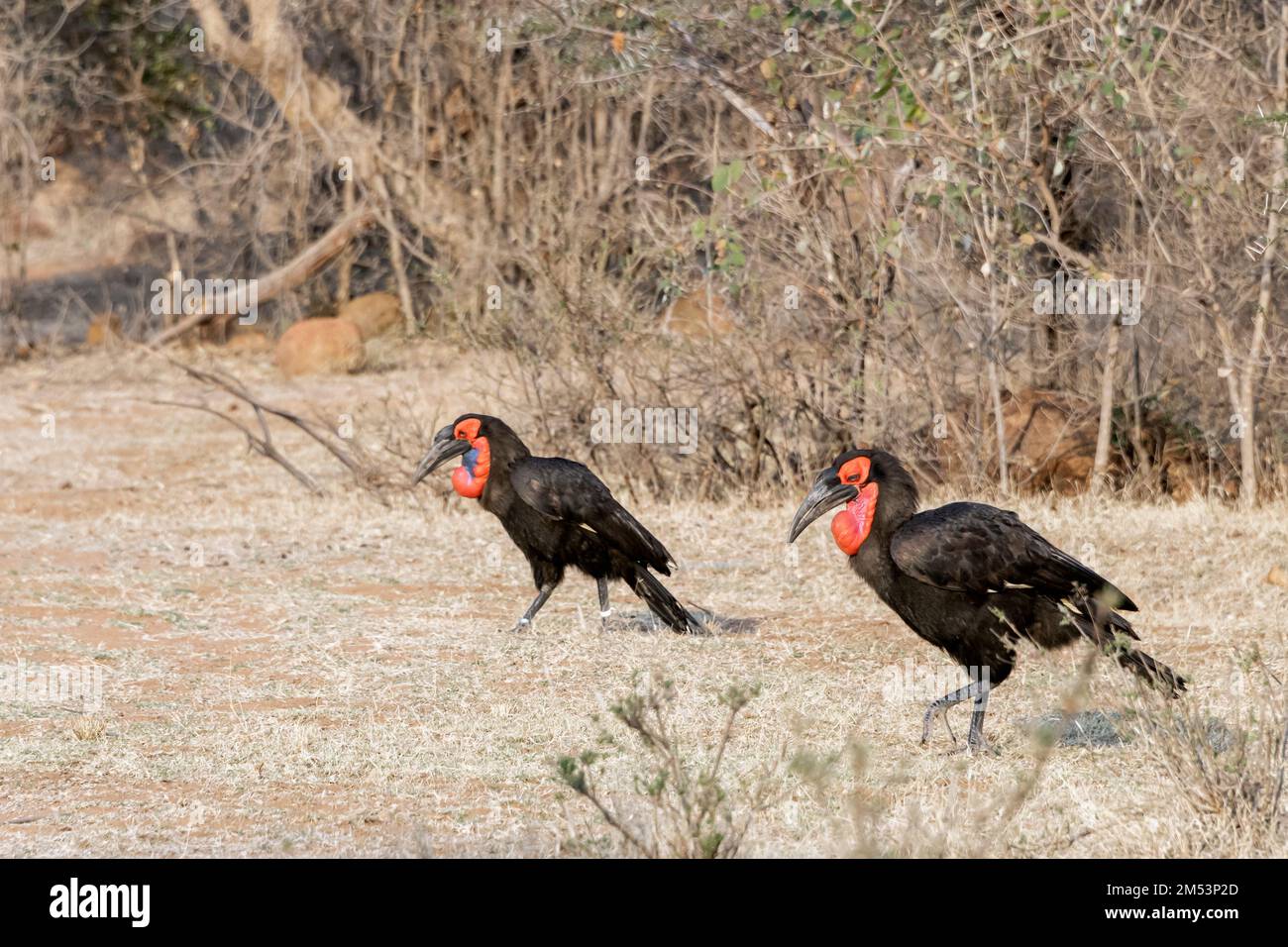 Male and female Southern ground hornbills, Mabula Ground Hornbill ...