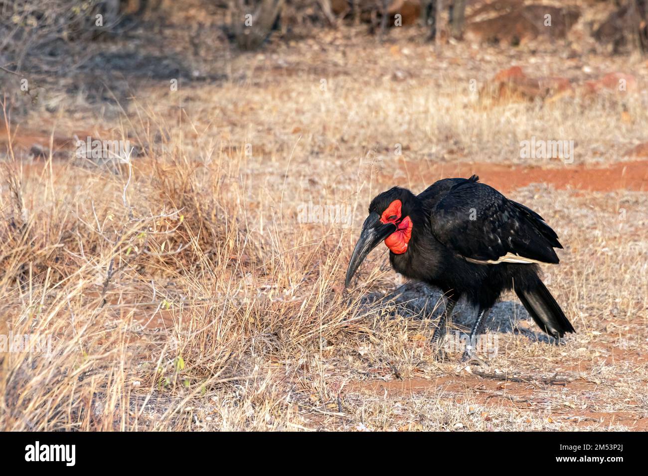 Banded male Southern ground hornbill in dried grass, Mabula Ground ...