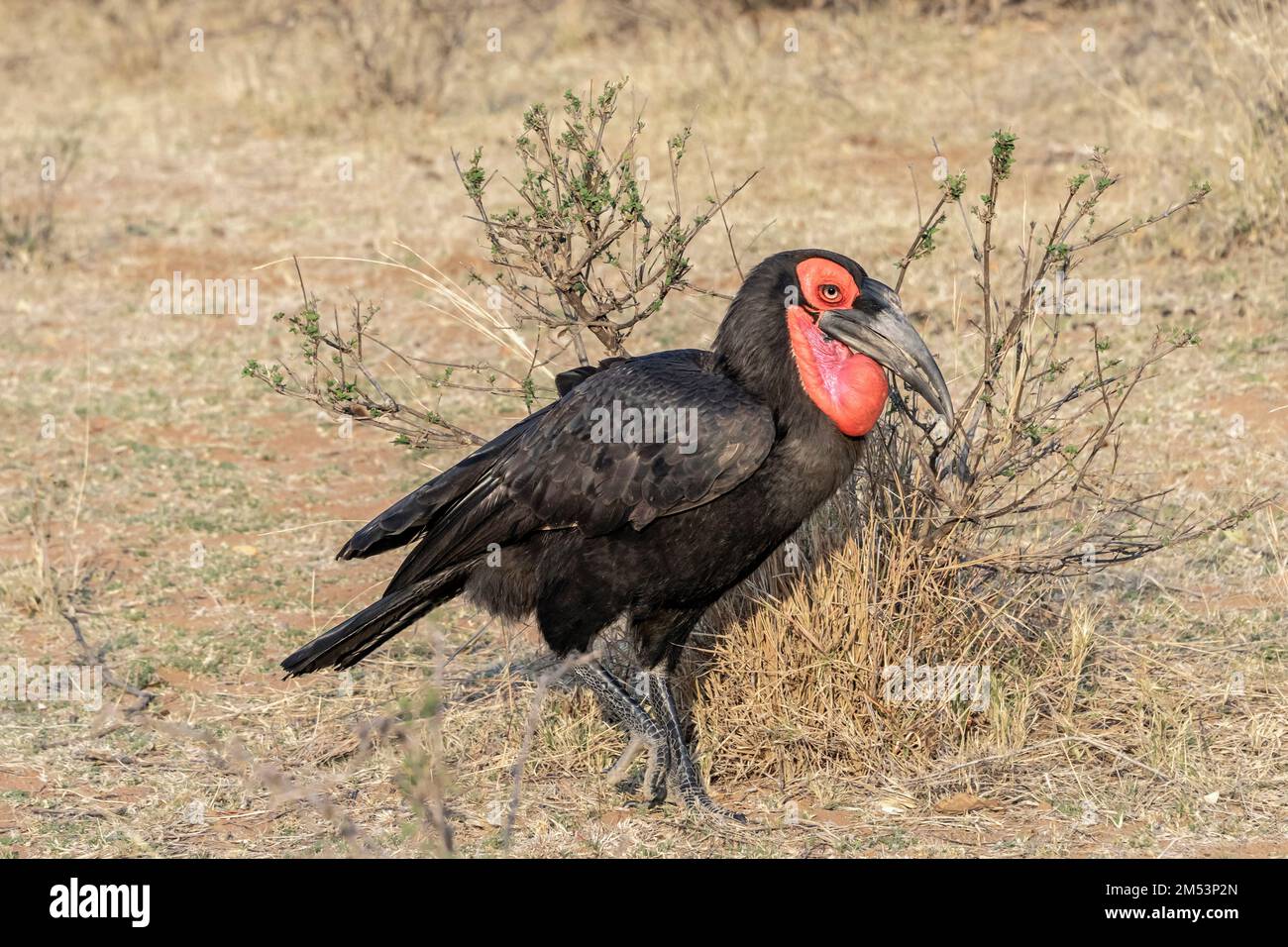 Male Southern ground hornbill walking in dried grass, Mabula Ground ...