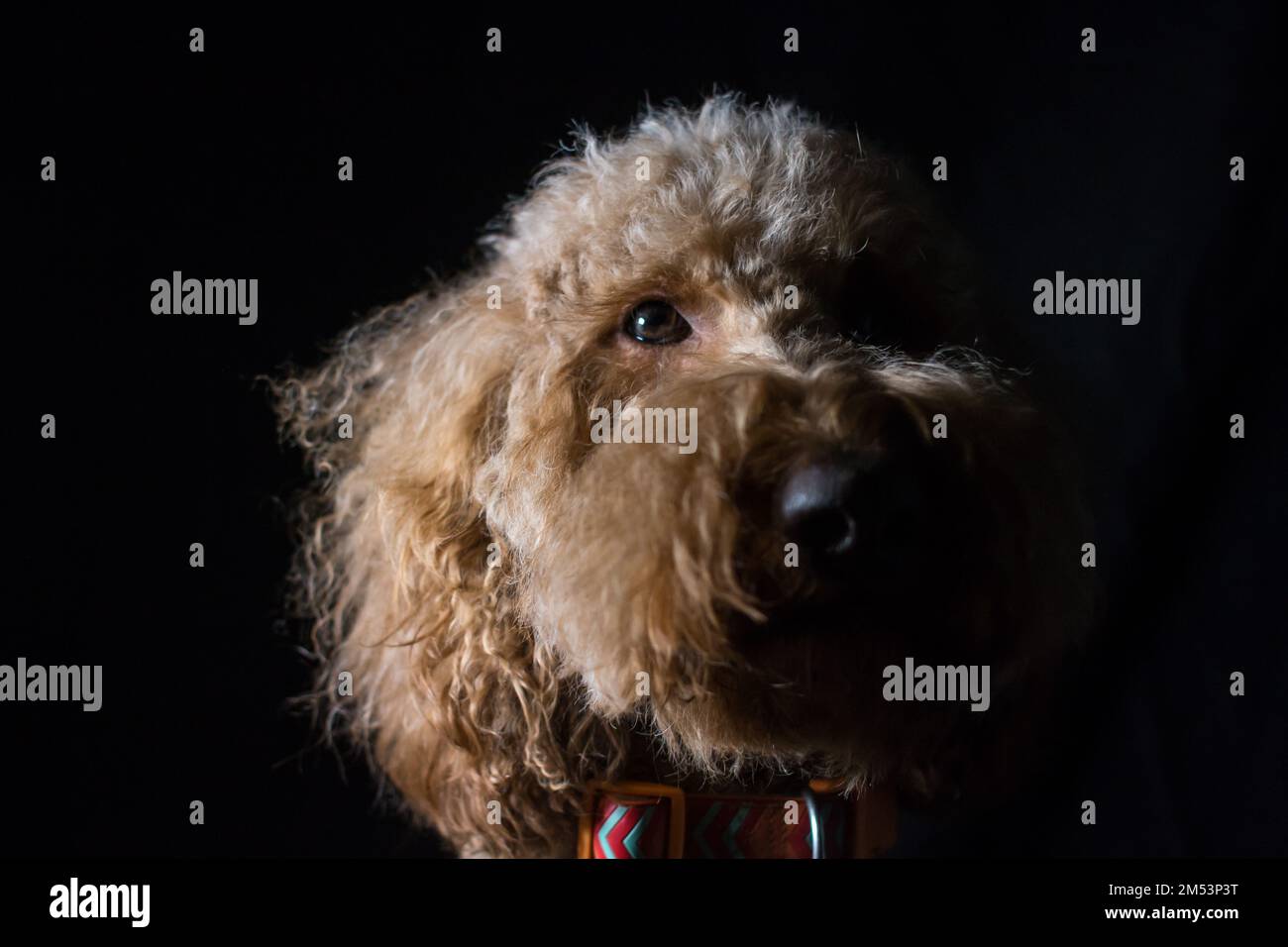 A close up portrait of fluffy Labradoodle dog looking at camera on ...