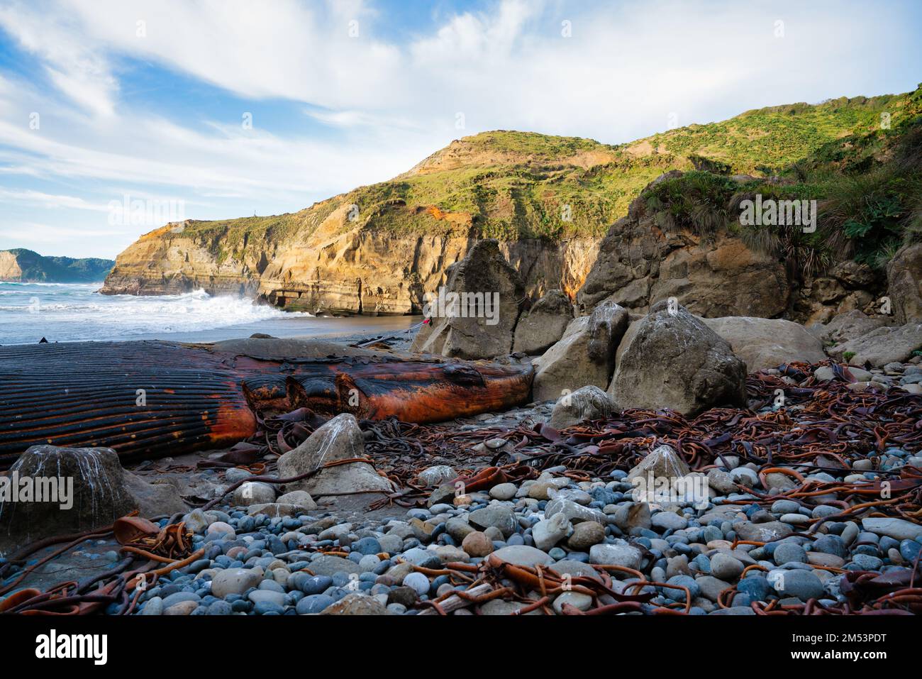 A dead blue whale in decomposition, on the coast of the island of ...