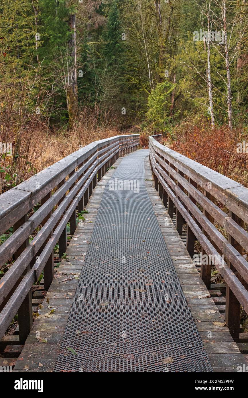Eco path wooden walkway in the forest. Ecological trail path. Wooden ...
