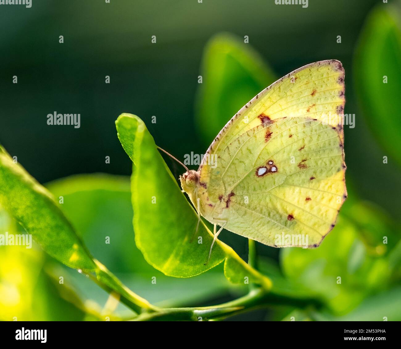 Common emigrant hi-res stock photography and images - Alamy