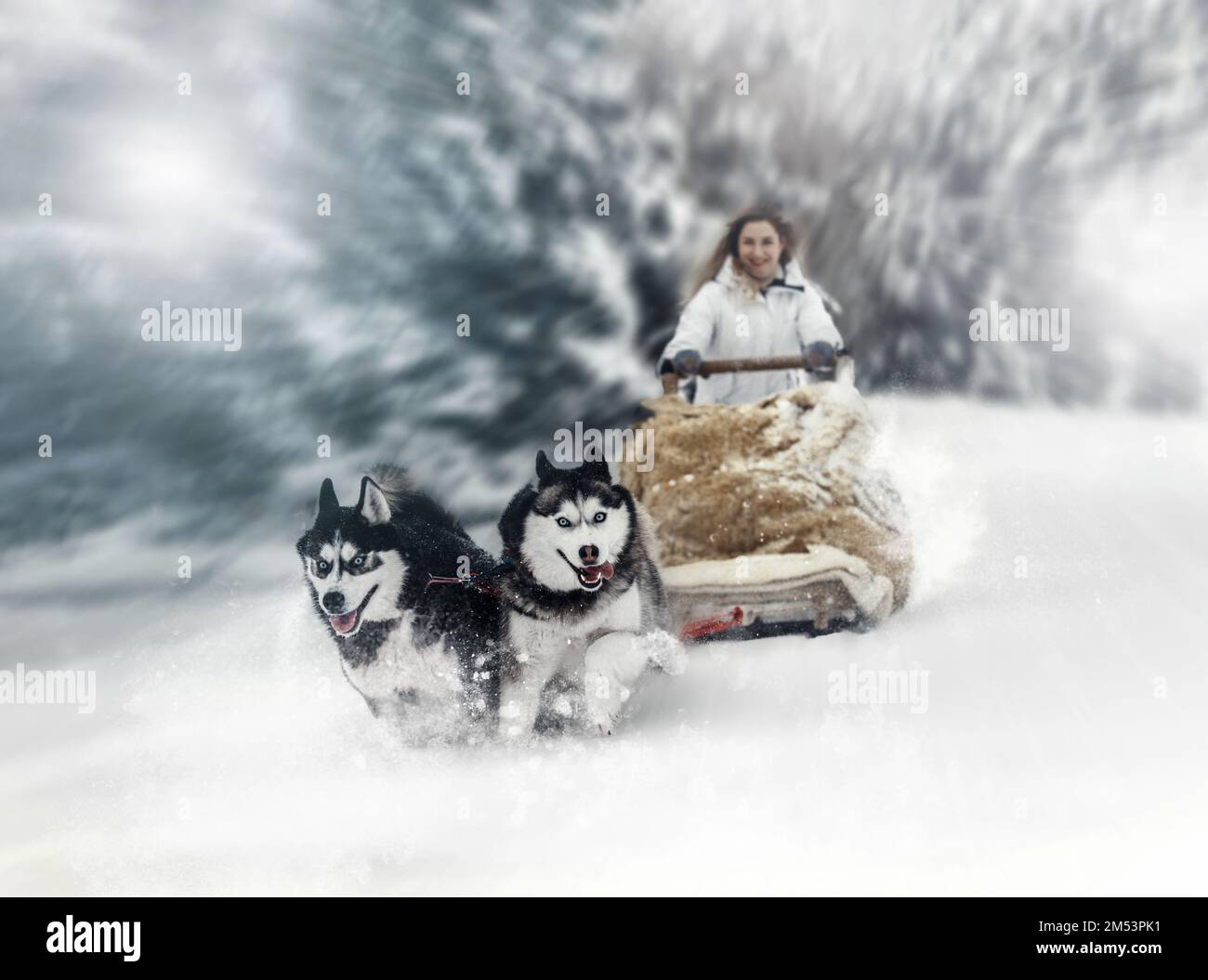 The girl rides on a sled on a sled with Siberian huskies in the winter ...