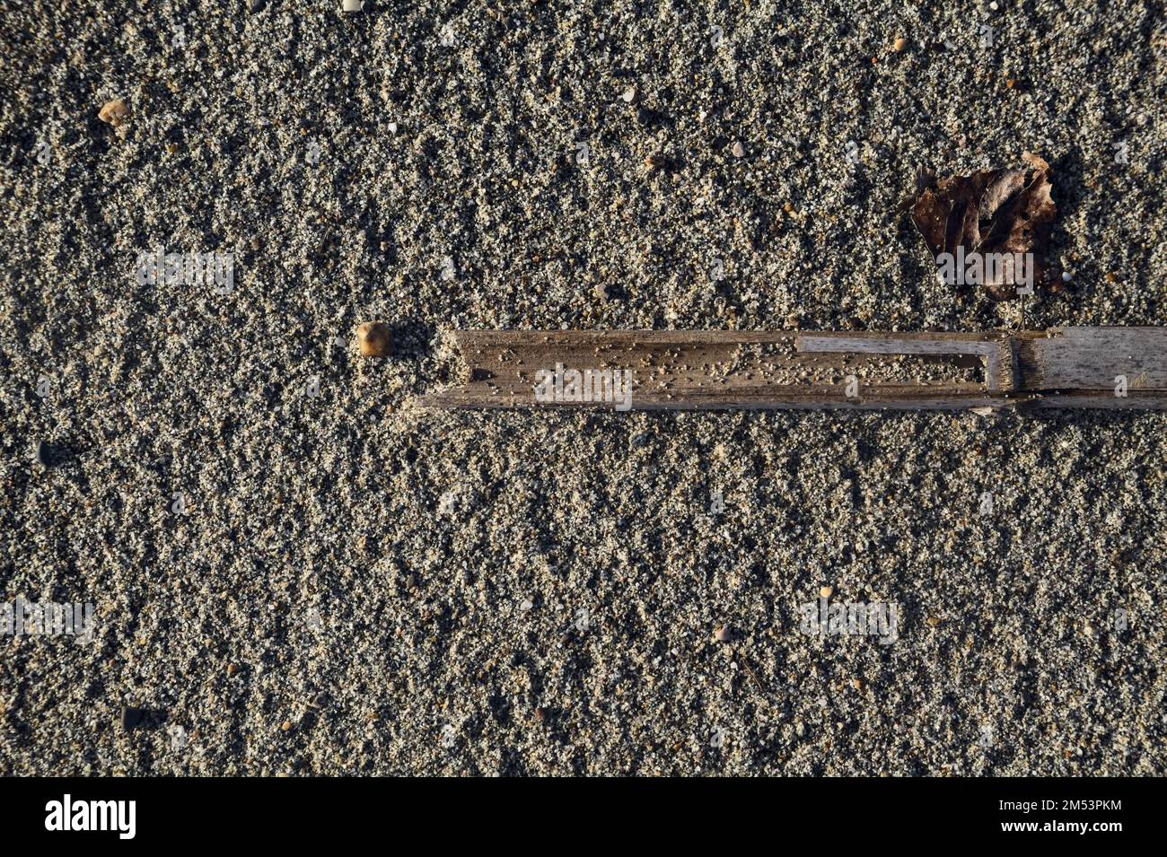 Broken cane on the sand seen up close Stock Photo - Alamy